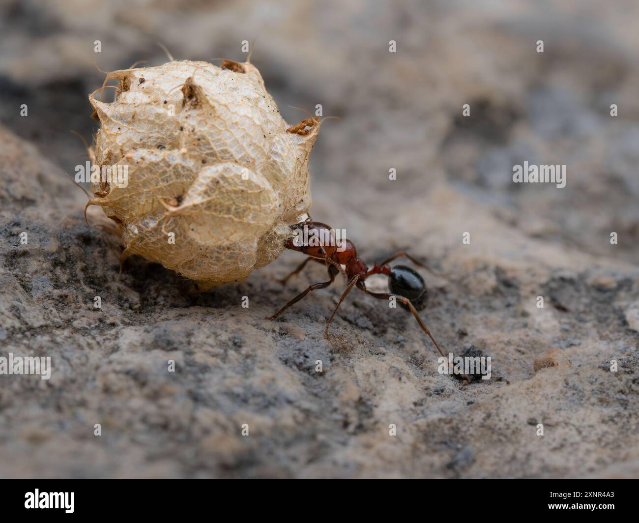 Work is an endless uphill struggle Stock Photo - Alamy