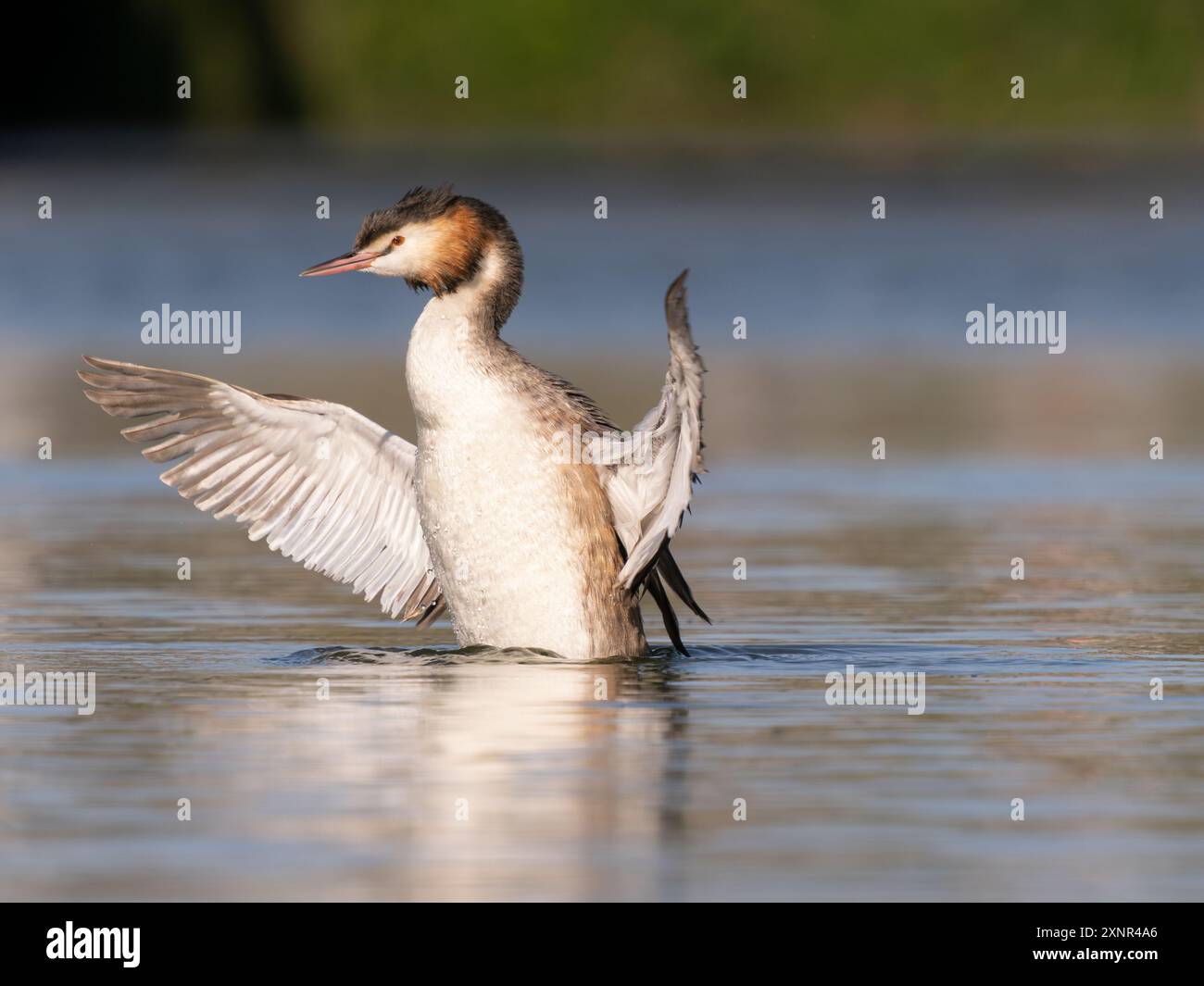Great crested grebe action hi-res stock photography and images - Alamy