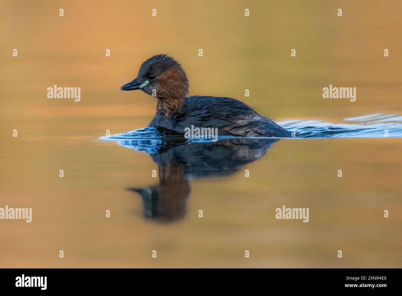 Little Grebe Floating its Way at Sunset Stock Photo - Alamy