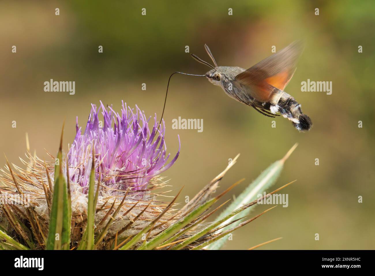 hummingbird hawk-moth with proboscis extended, drinking nectar from a ...