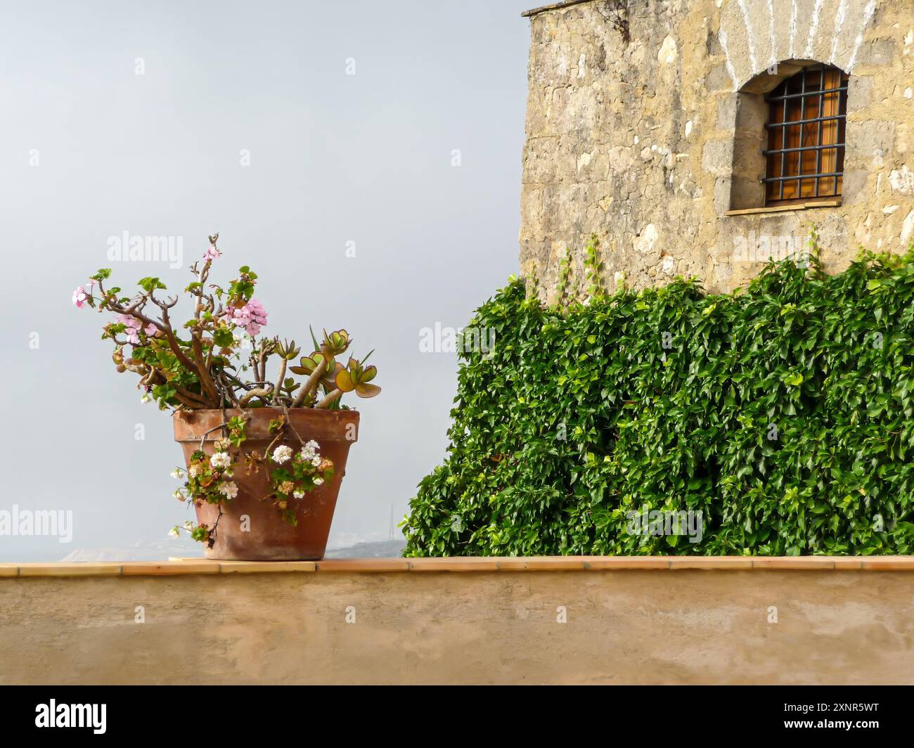 flowering potted plant on wall in front of castle wall Stock Photo - Alamy