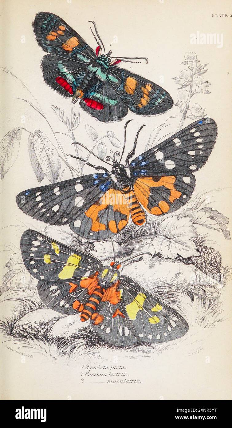 Agarista picta; Eusemia lectrix; Eusemia maculatrix hand painted plate ...
