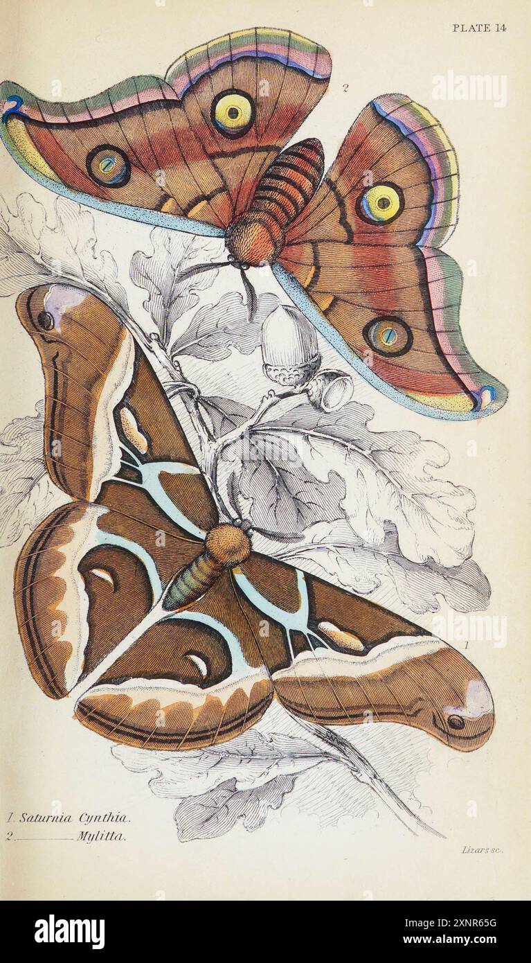Saturnia Cynthia [ Samia cynthia, the ailanthus silkmoth, is a ...
