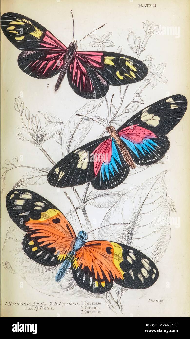 Heliconia Erato; Heliconia Cynisca; Heliconia Sylvana Heliconius ...