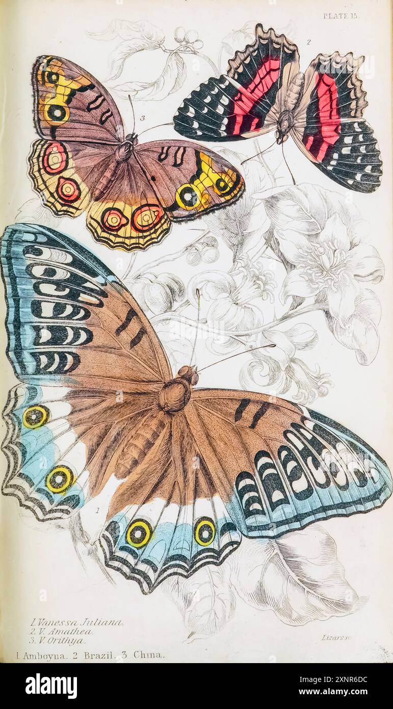 Historical entomological study hi-res stock photography and images - Alamy