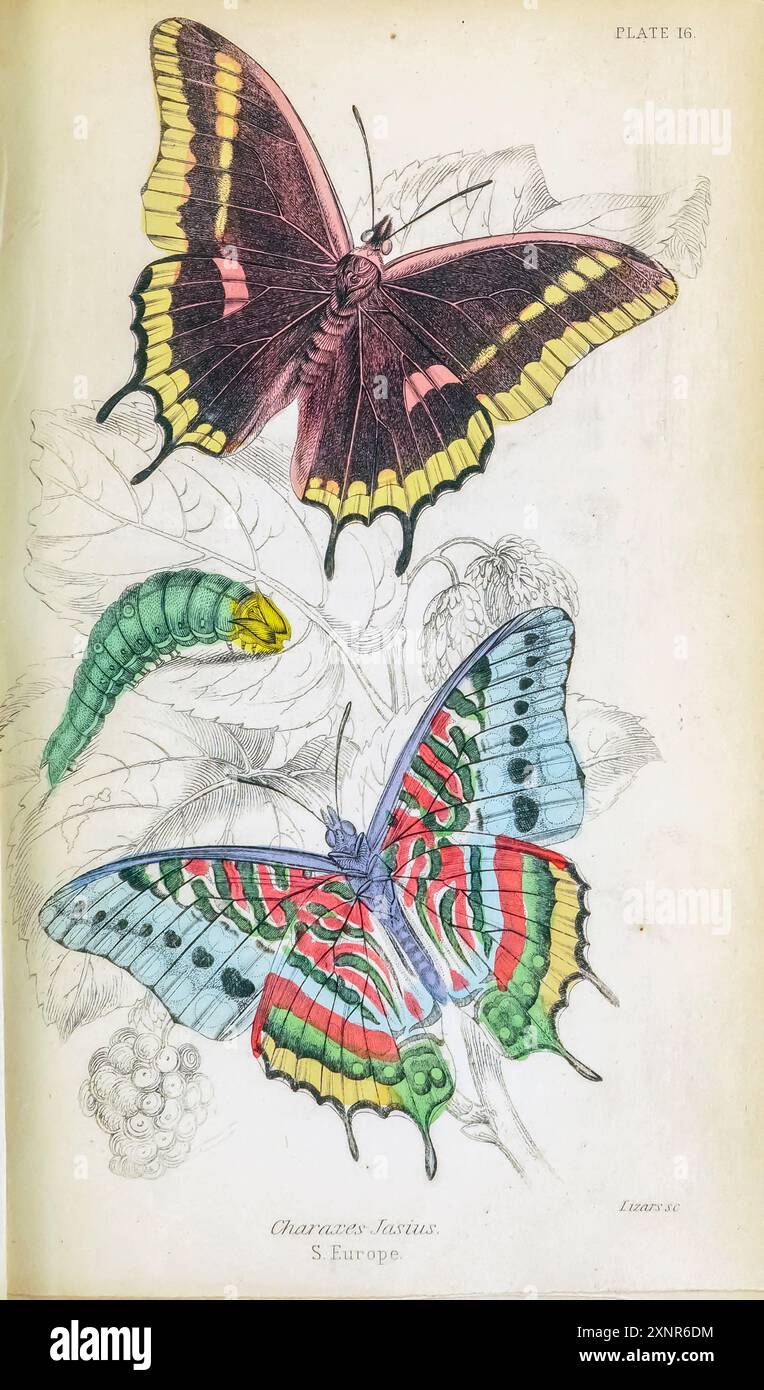 Charaxes jasius, the two-tailed pasha, is a butterfly in the family ...