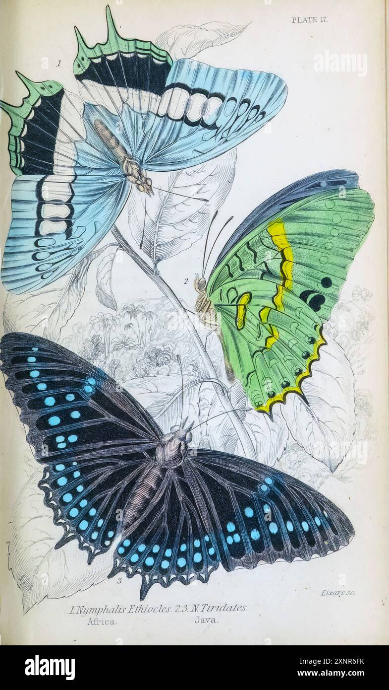 Butterfly naturalist drawing hi-res stock photography and images - Alamy