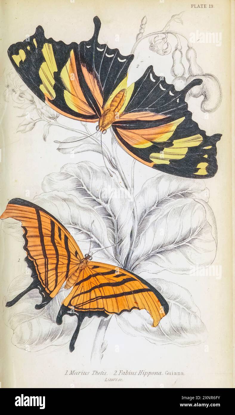 Butterfly naturalist drawing hi-res stock photography and images - Alamy