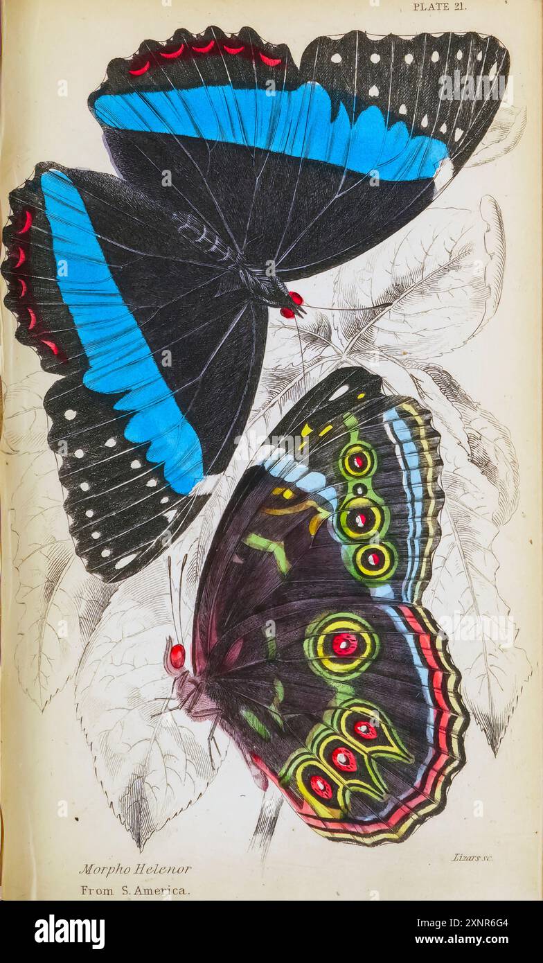 Blue morpho butterfly larva hi-res stock photography and images - Alamy