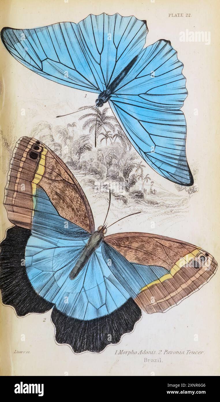 French entomological history hi-res stock photography and images - Alamy