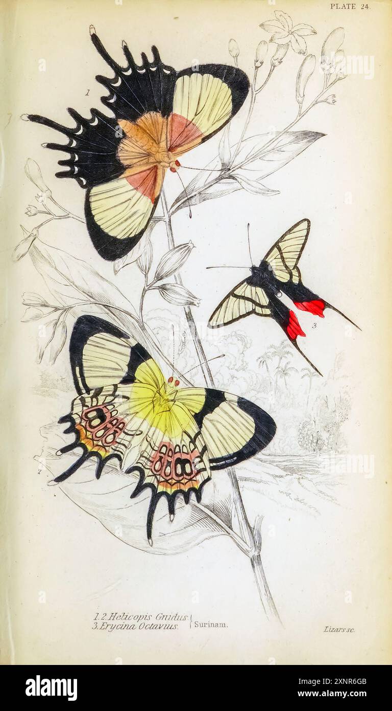 Butterfly naturalist drawing hi-res stock photography and images - Alamy