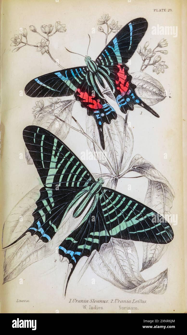 Urania Sloanus [or Sloane's urania, was a species of moth of the family ...