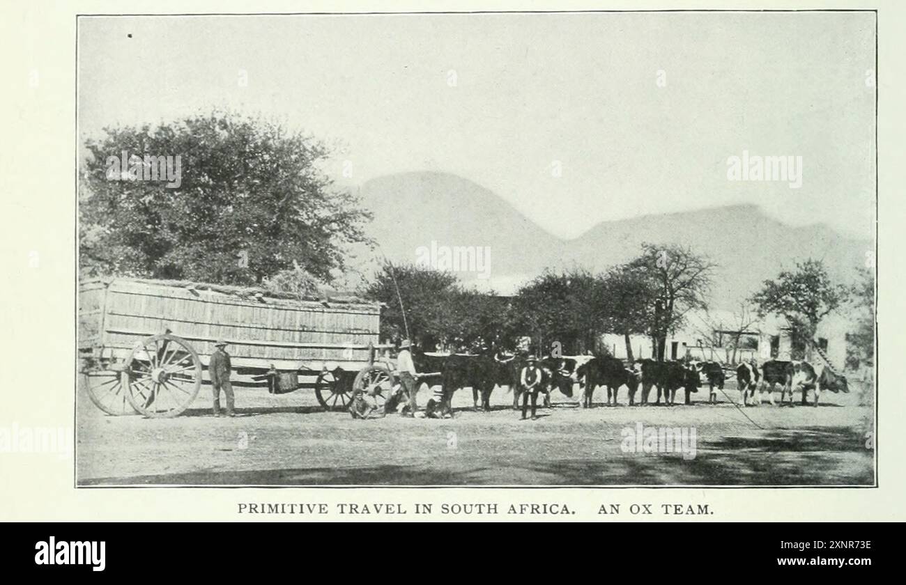 PRIMITIVE TRAVEL IN SOUTH AFRICA. AN OX TEAM. from the Article THE ...