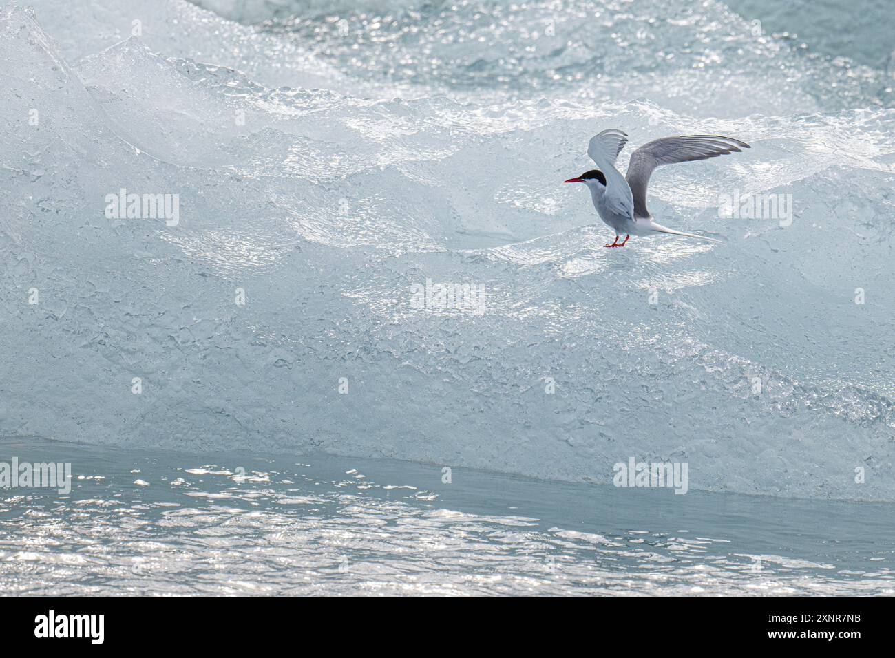 common terns are fascinating seabirds known for their graceful flight ...