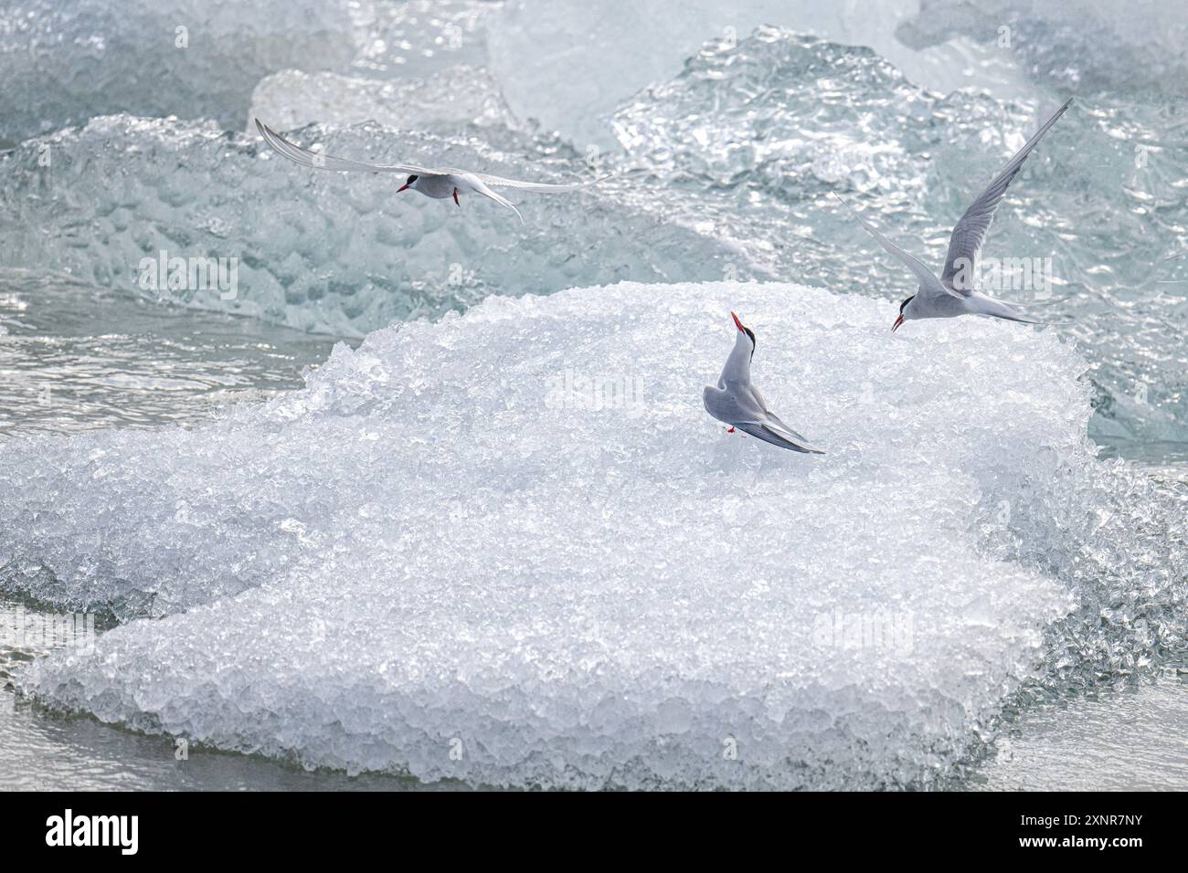 common terns are fascinating seabirds known for their graceful flight ...