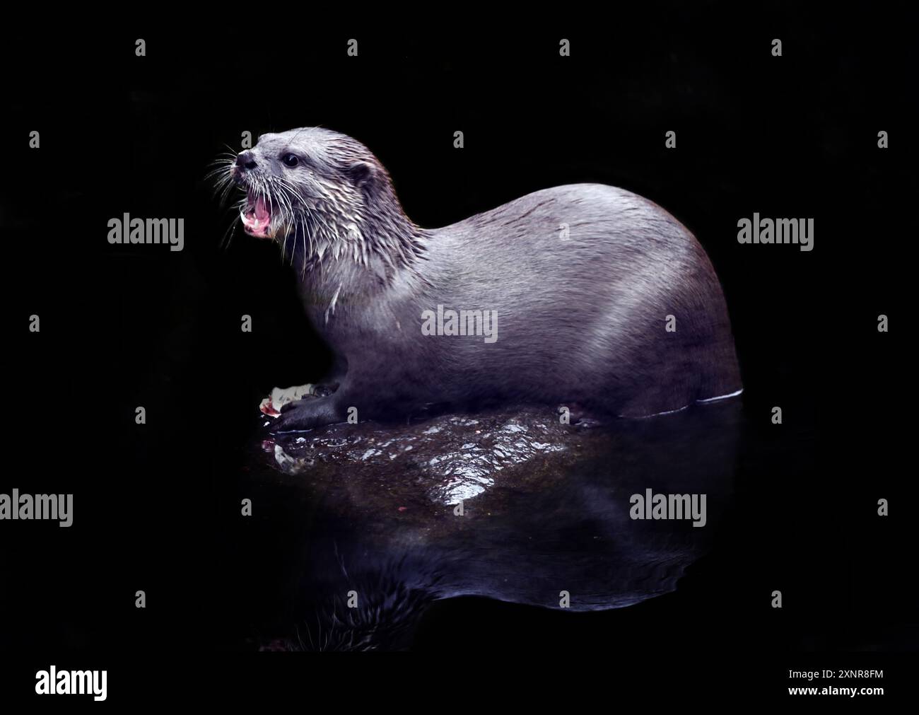 An otter in water, eating Stock Photo - Alamy