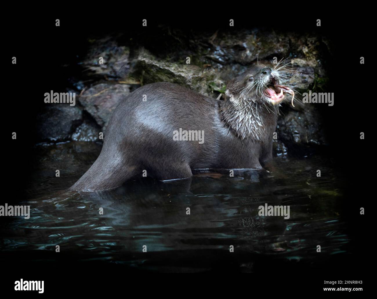 Happy otter hi-res stock photography and images - Alamy