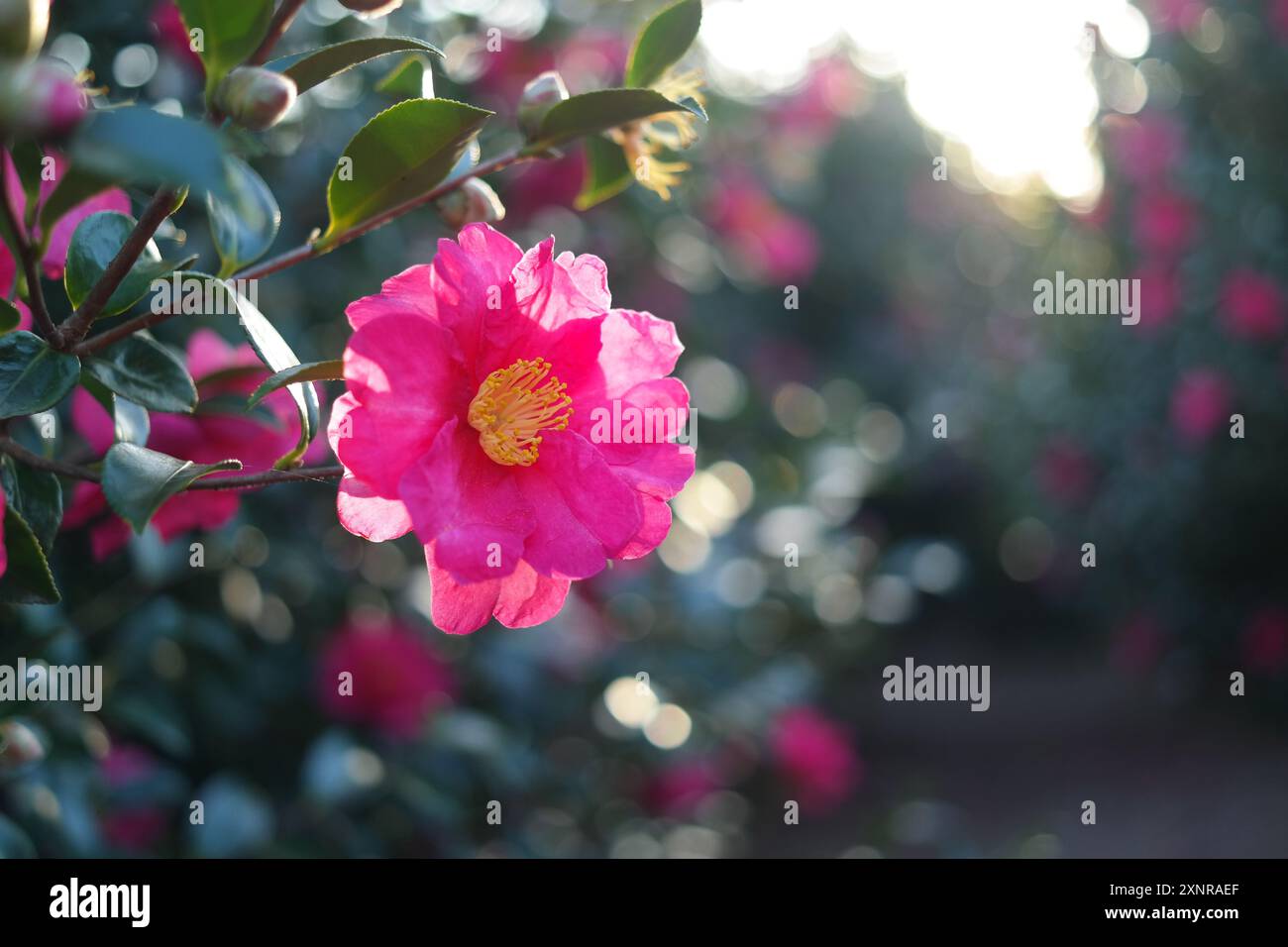 Closeup red japanese camellia hi-res stock photography and images - Alamy