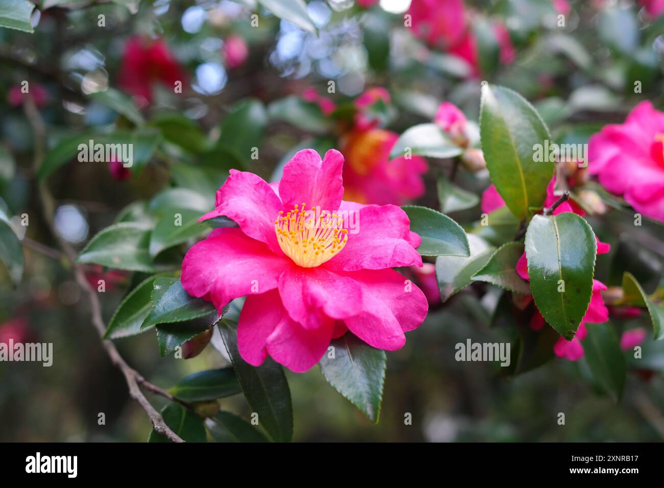 Camellia flower blooming in the garden with sunlight Stock Photo - Alamy