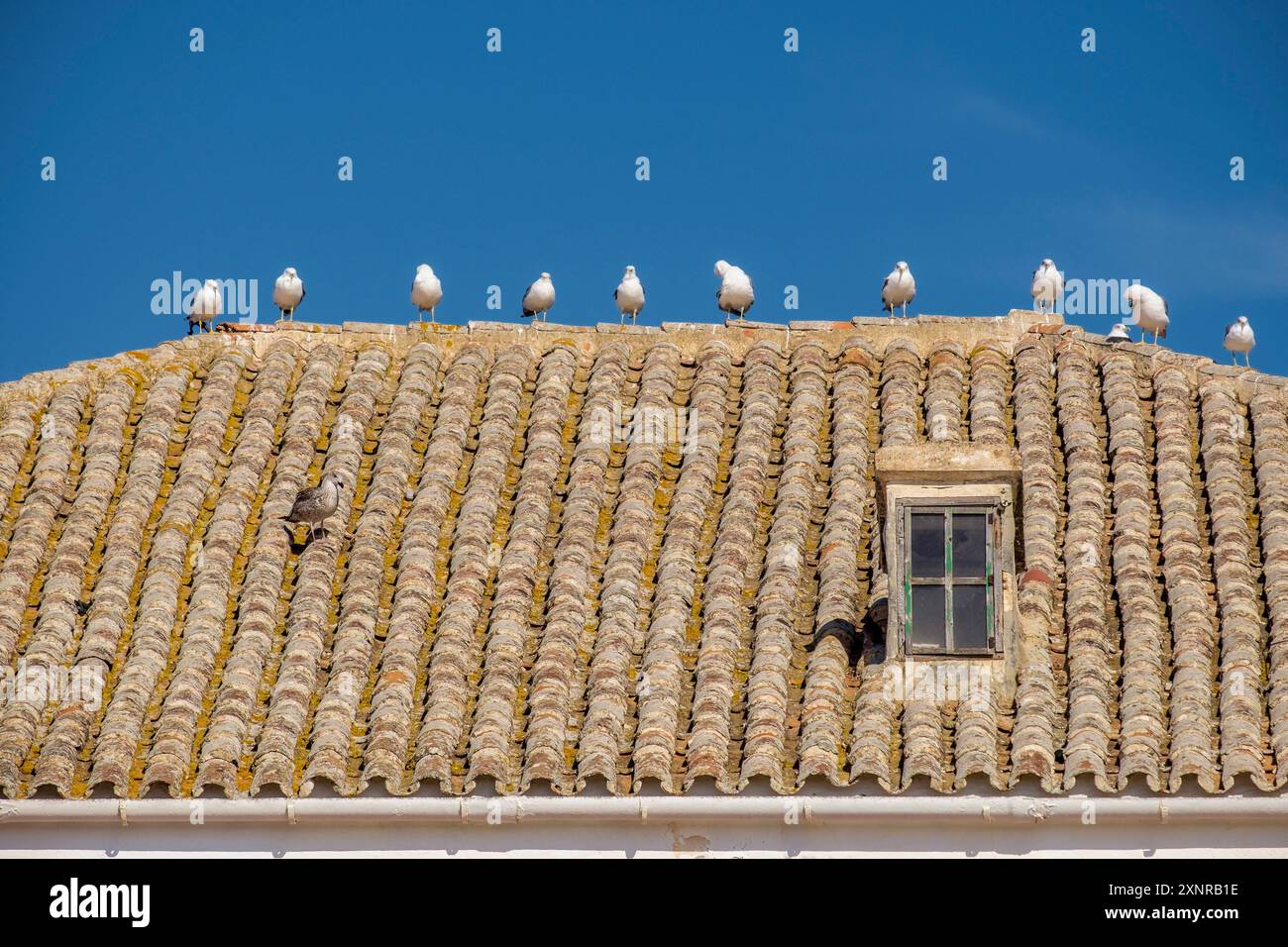 Seagulls on the roof of the Menorca Military Museum, old barracks of ...