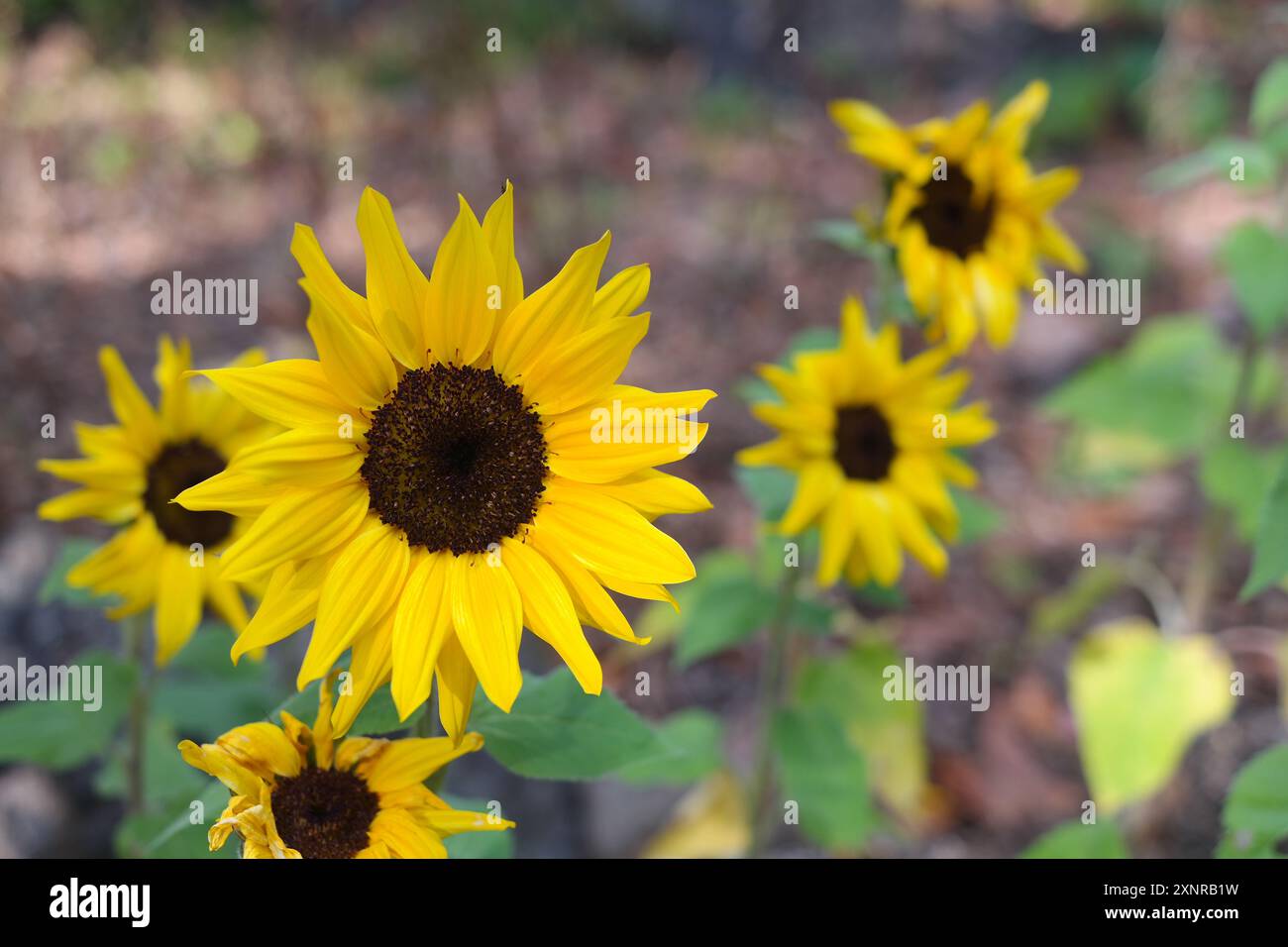 Beautiful garden blooming sunflowers hi-res stock photography and ...