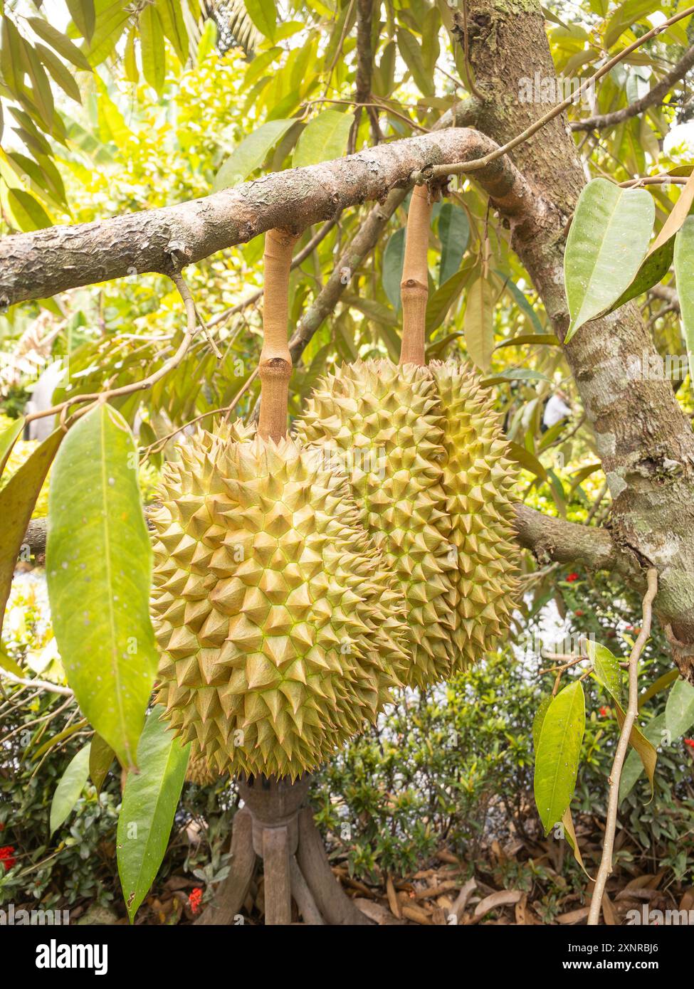 Close-up of two durian fruits hanging from a tree branch in a garden ...
