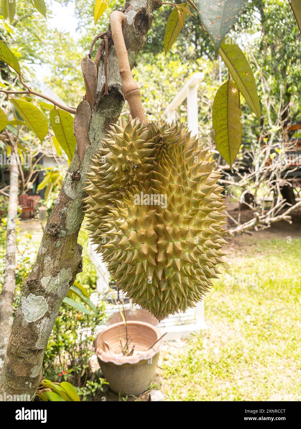 Durian cultivation hi-res stock photography and images - Alamy