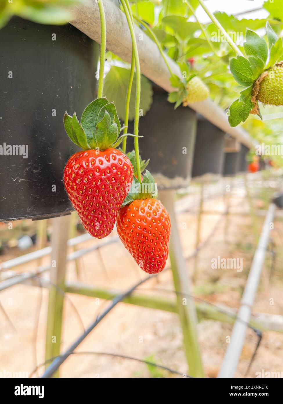 Strawberry stages hi-res stock photography and images - Alamy