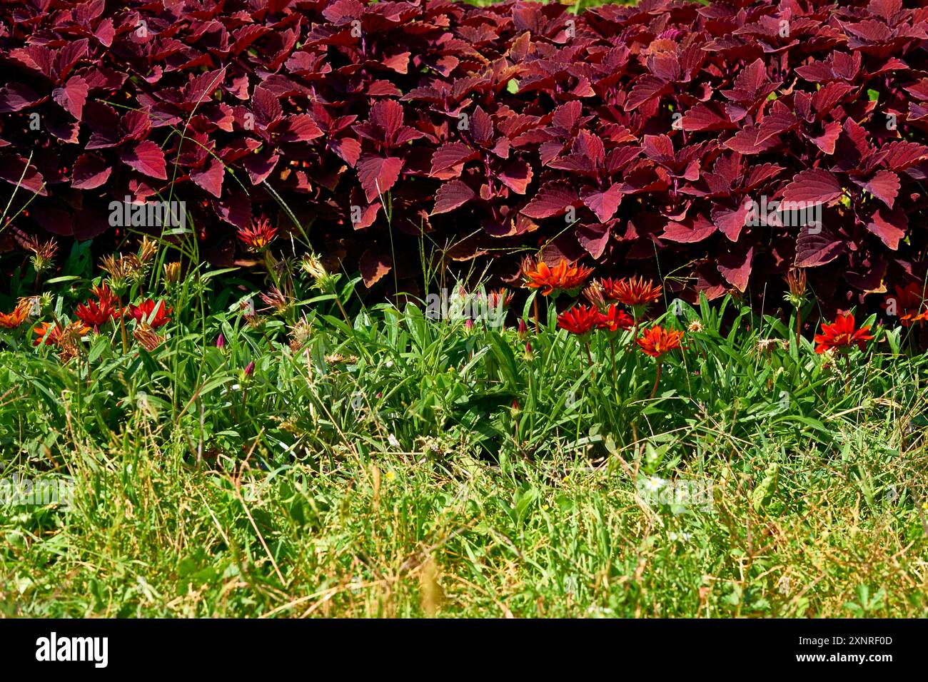 the process of making a yard or other piece of land more attractive by ...