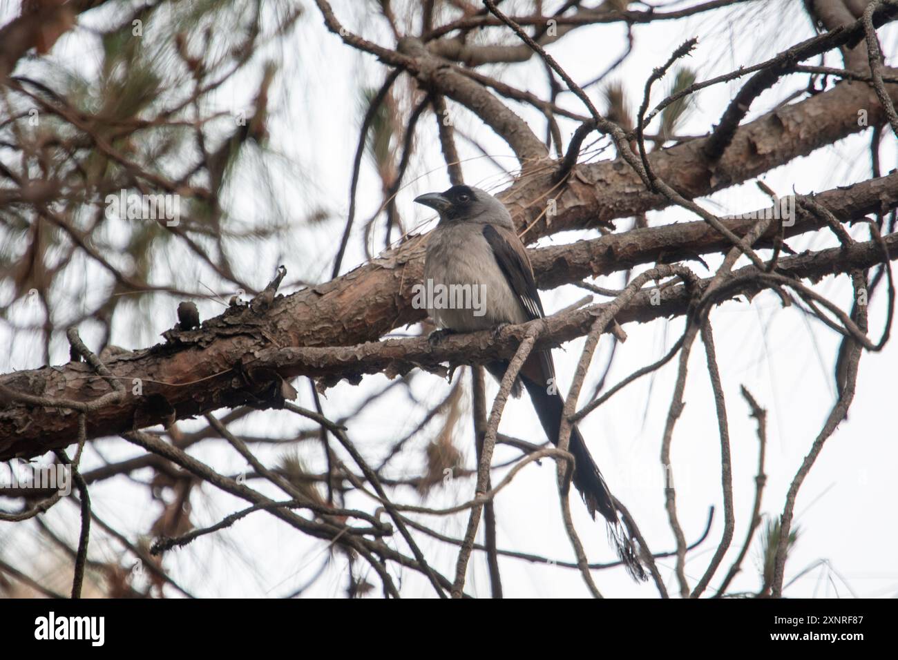 grey treepie or Dendrocitta formosae or Himalayan treepie,in Binsar ...