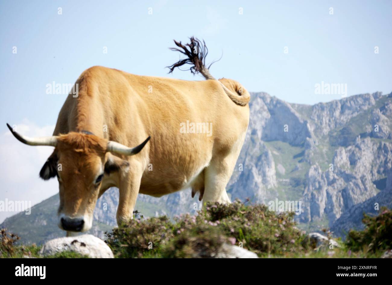 Cow on a hill hi-res stock photography and images - Alamy
