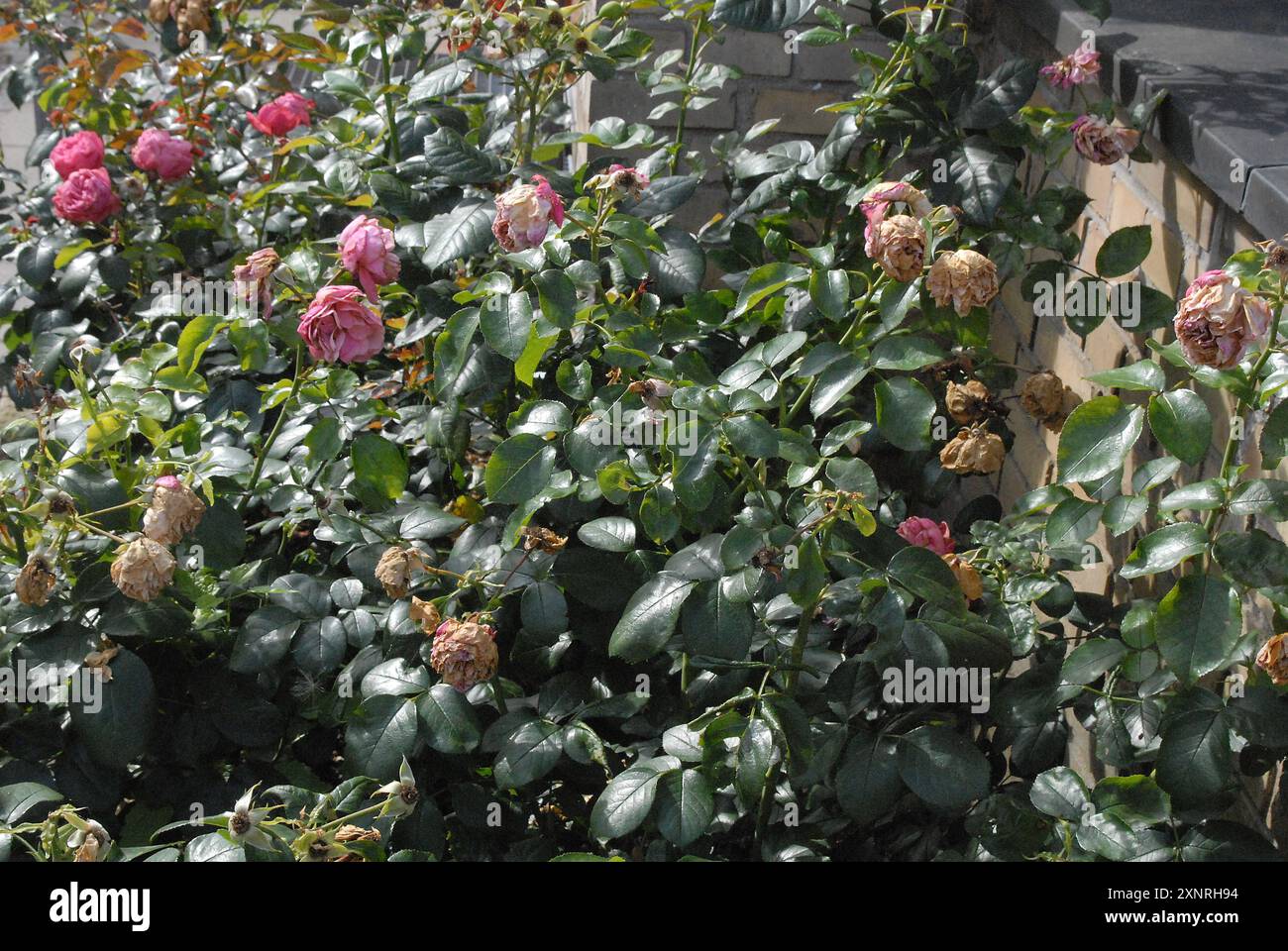 Copenhagen/ DenmarK/ 02 August 2024/Fade and dry rose flowers and rose ...
