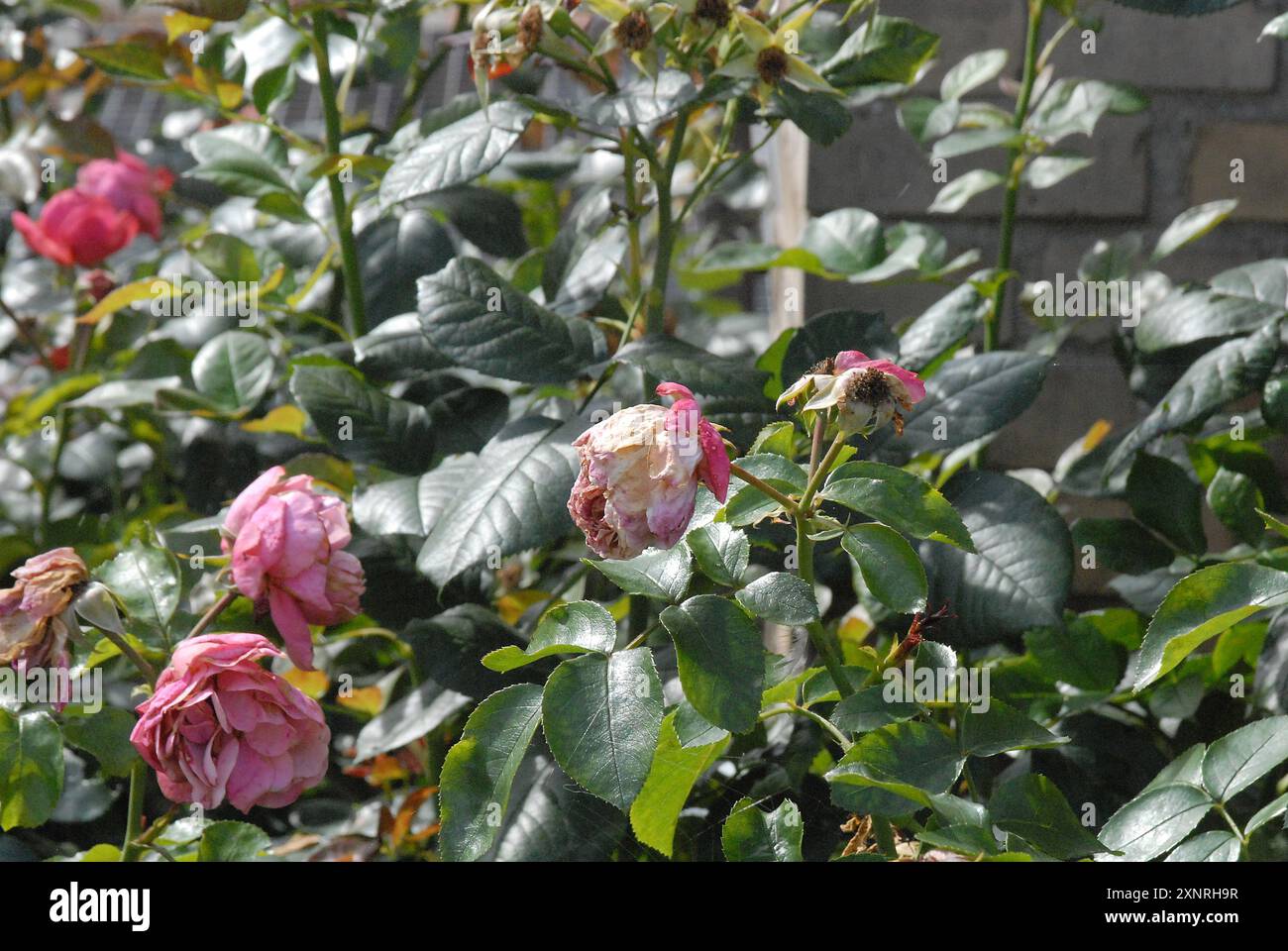 Copenhagen/ DenmarK/ 02 August 2024/Fade and dry rose flowers and rose ...