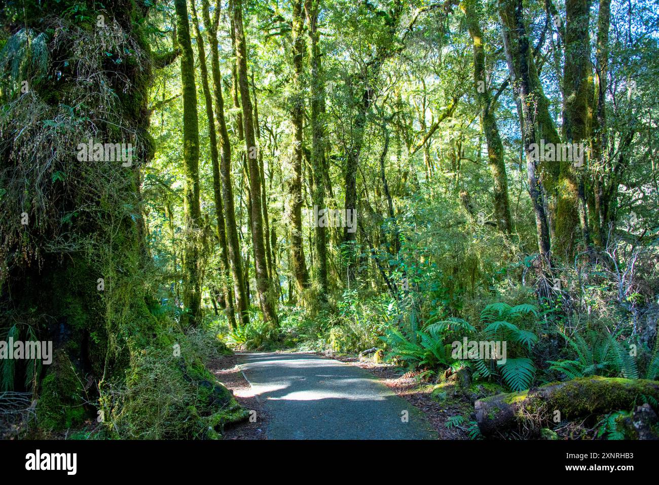 Kamahi forest hi-res stock photography and images - Alamy