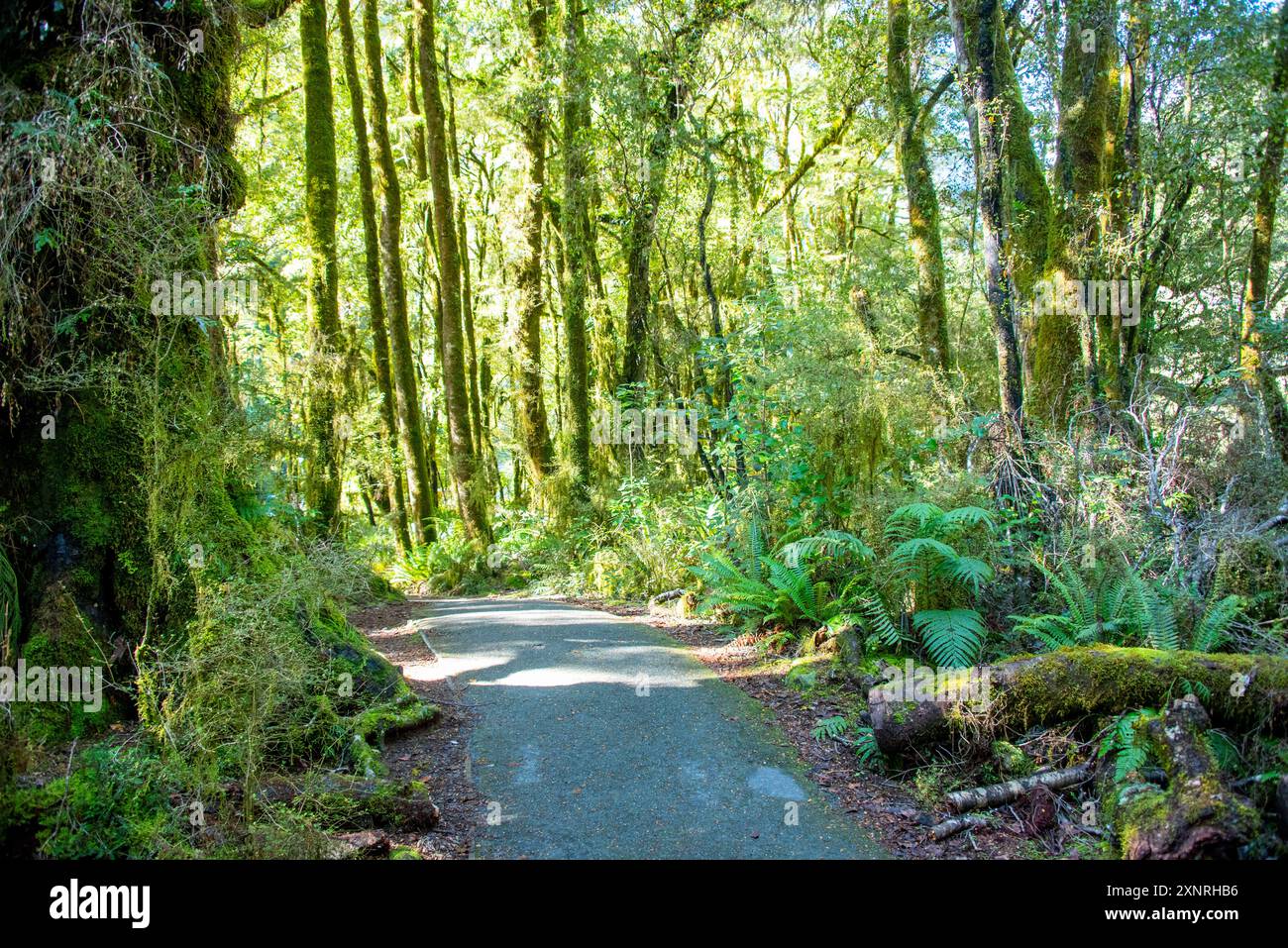 Kamahi forest hi-res stock photography and images - Alamy