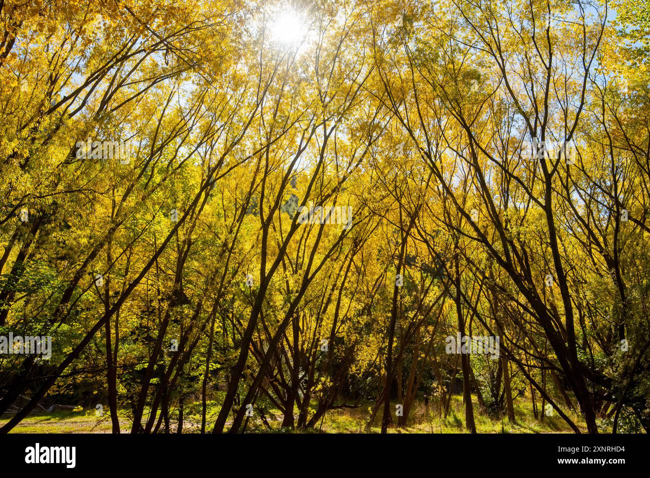 Bush Creek Recreation Reserve in Arrowtown - New Zealand Stock Photo ...