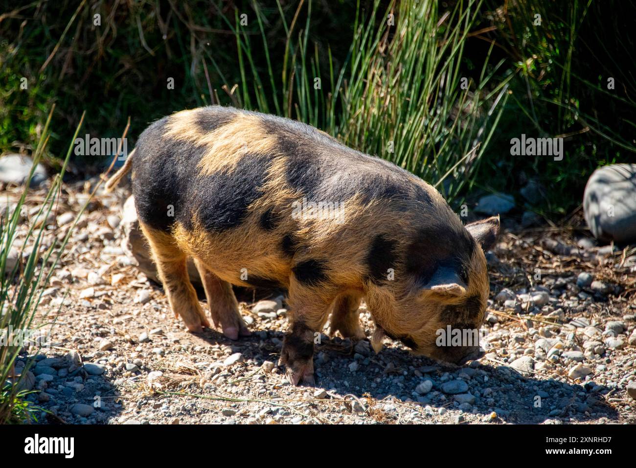 Kunekune pig hi-res stock photography and images - Alamy