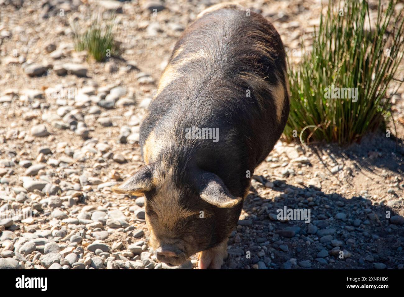 Kunekune pig hi-res stock photography and images - Alamy