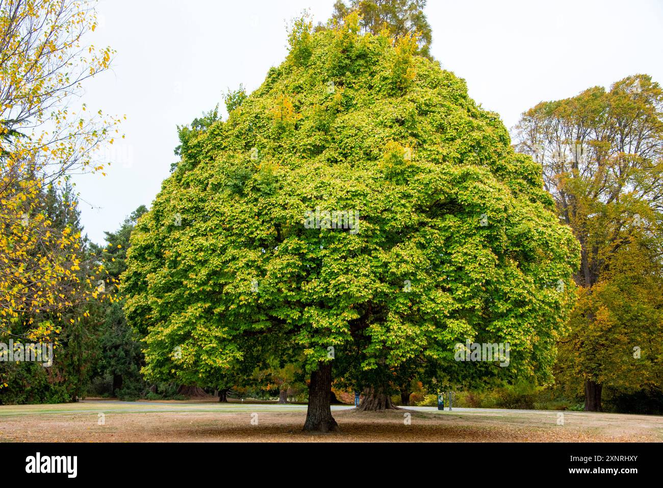 Golden elm hi-res stock photography and images - Alamy