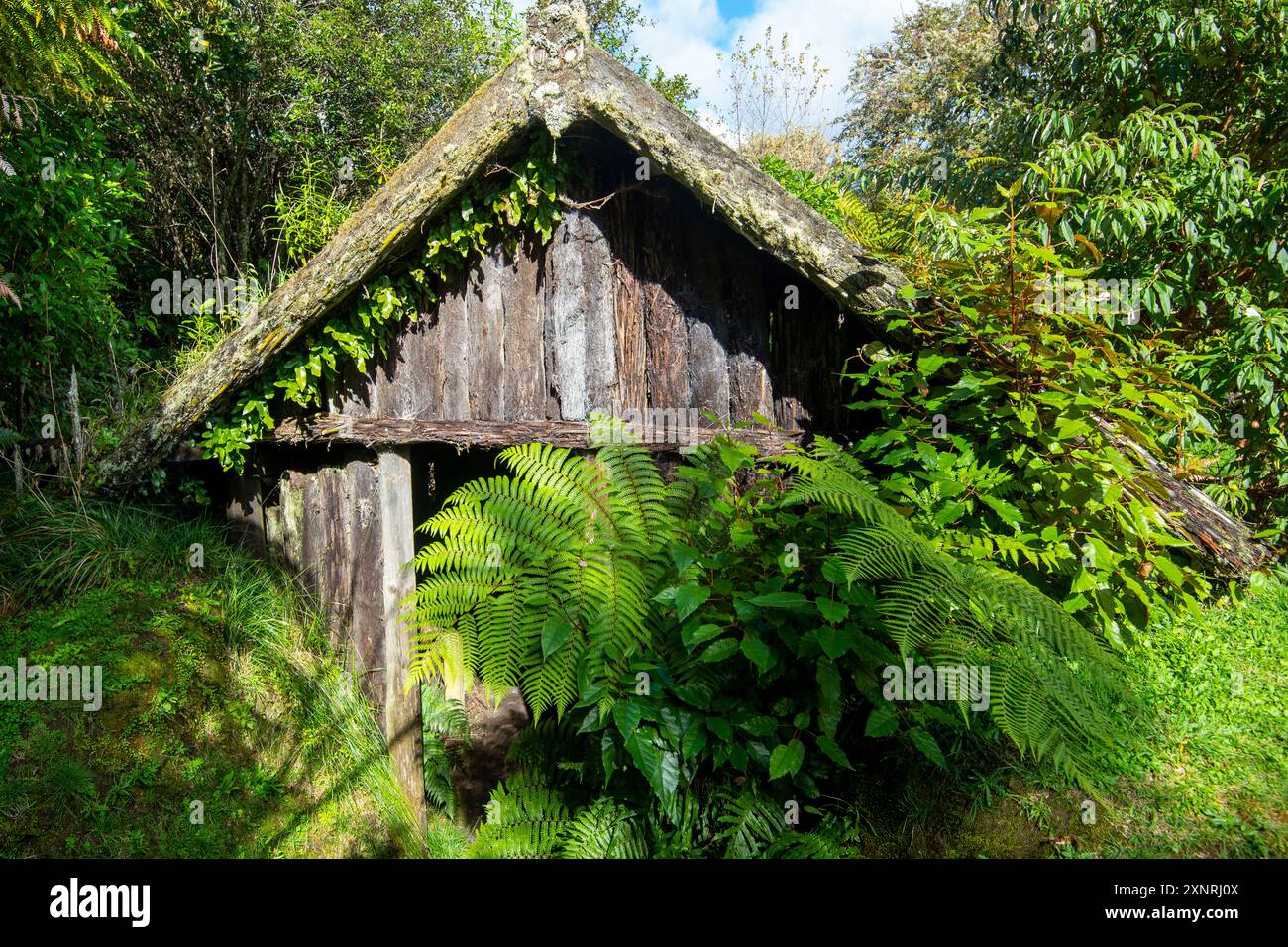 Te wairoa new zealand hi-res stock photography and images - Alamy
