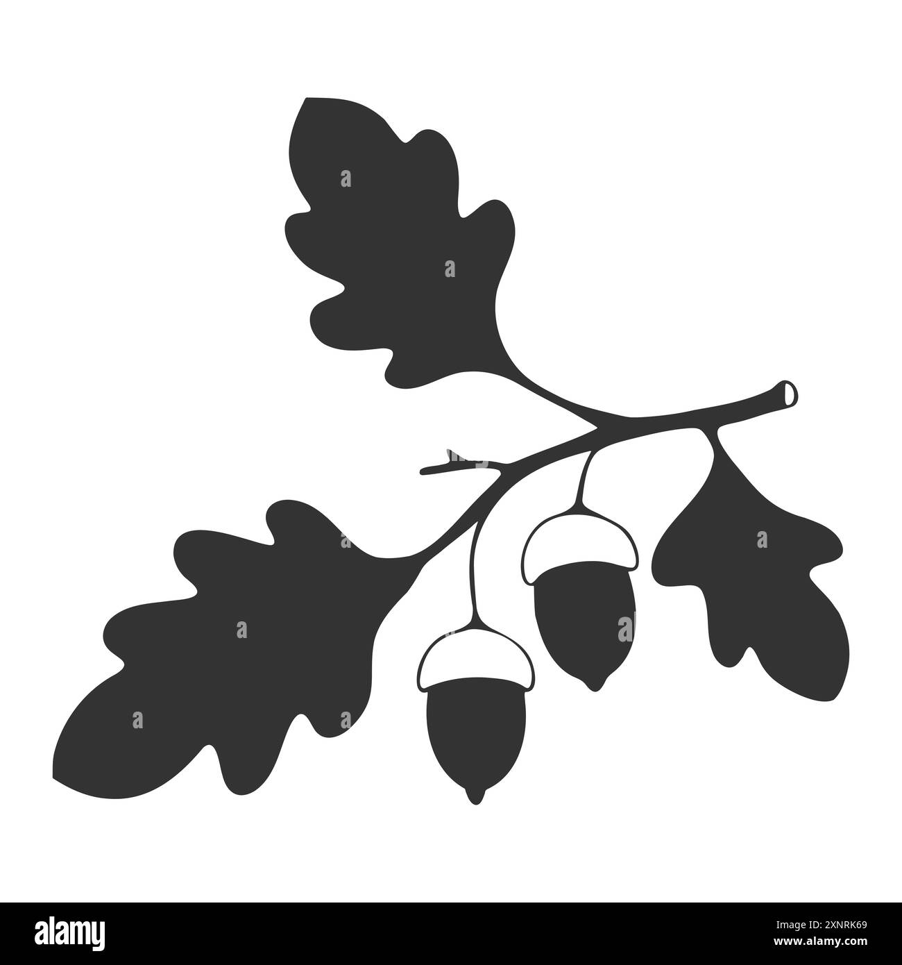 Oak branch with leaves and acorns silhouette drawing. Vector ...