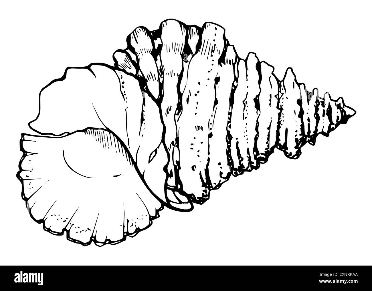 Marine life, sea ocean underwater creatures fish, shells algae seaweed ...