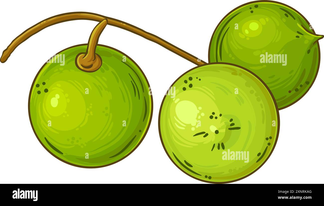 Macadamia Nuts Colored Detailed Illustration Stock Vector Image & Art ...