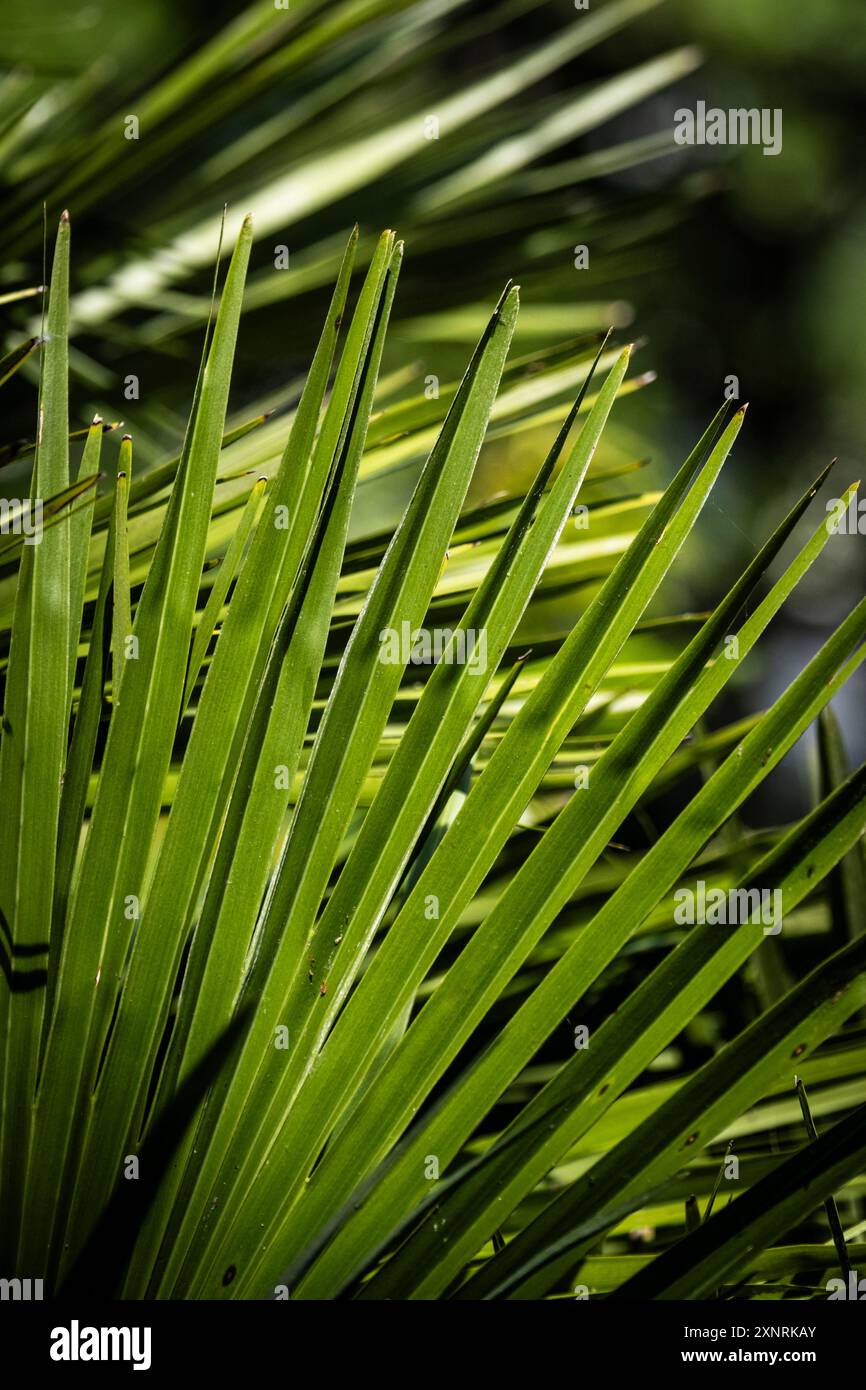 Spiky leaf fan hi-res stock photography and images - Alamy