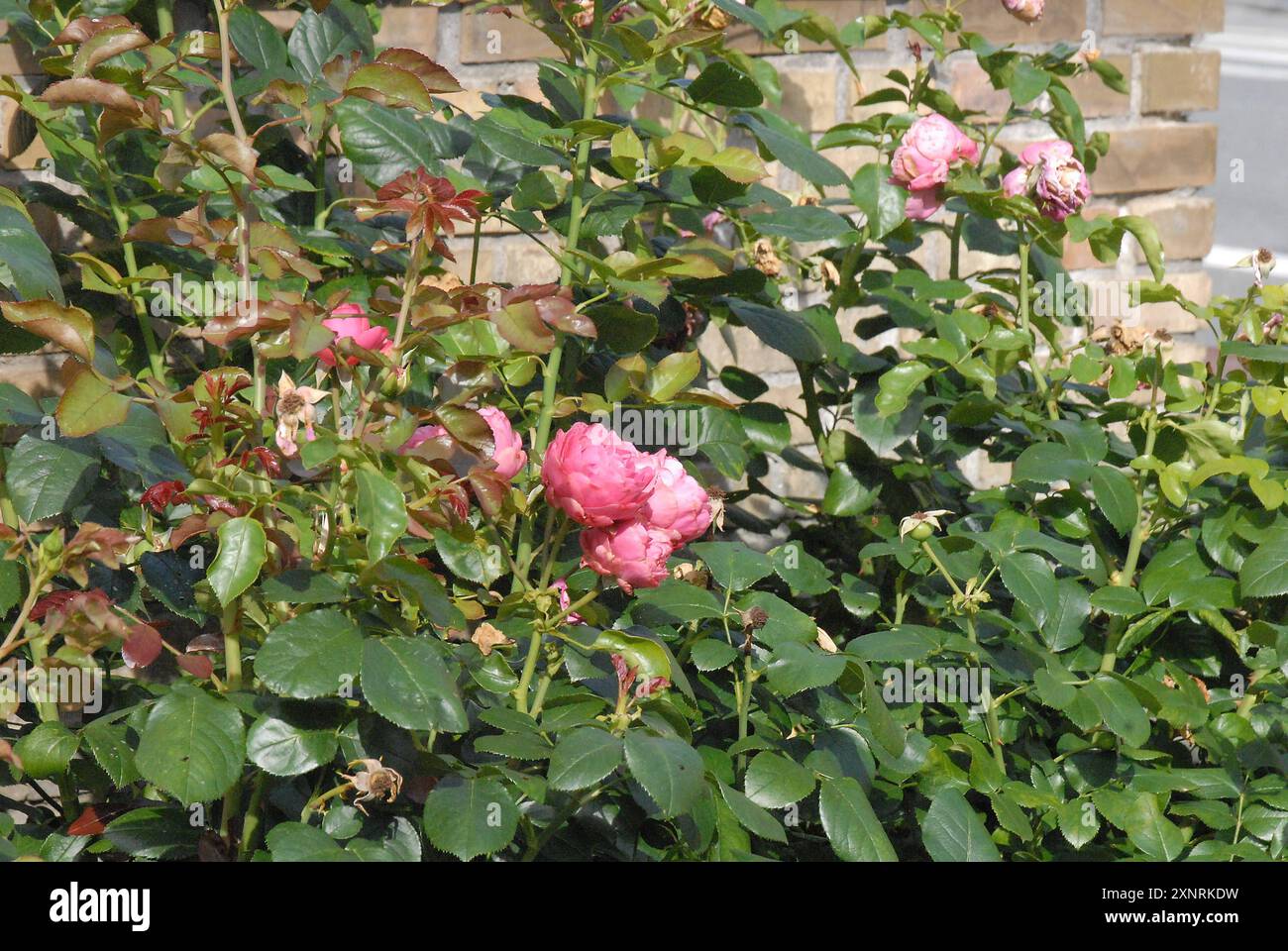 Copenhagen/ DenmarK/ 02 August 2024/Fade and dry rose flowers and rose ...
