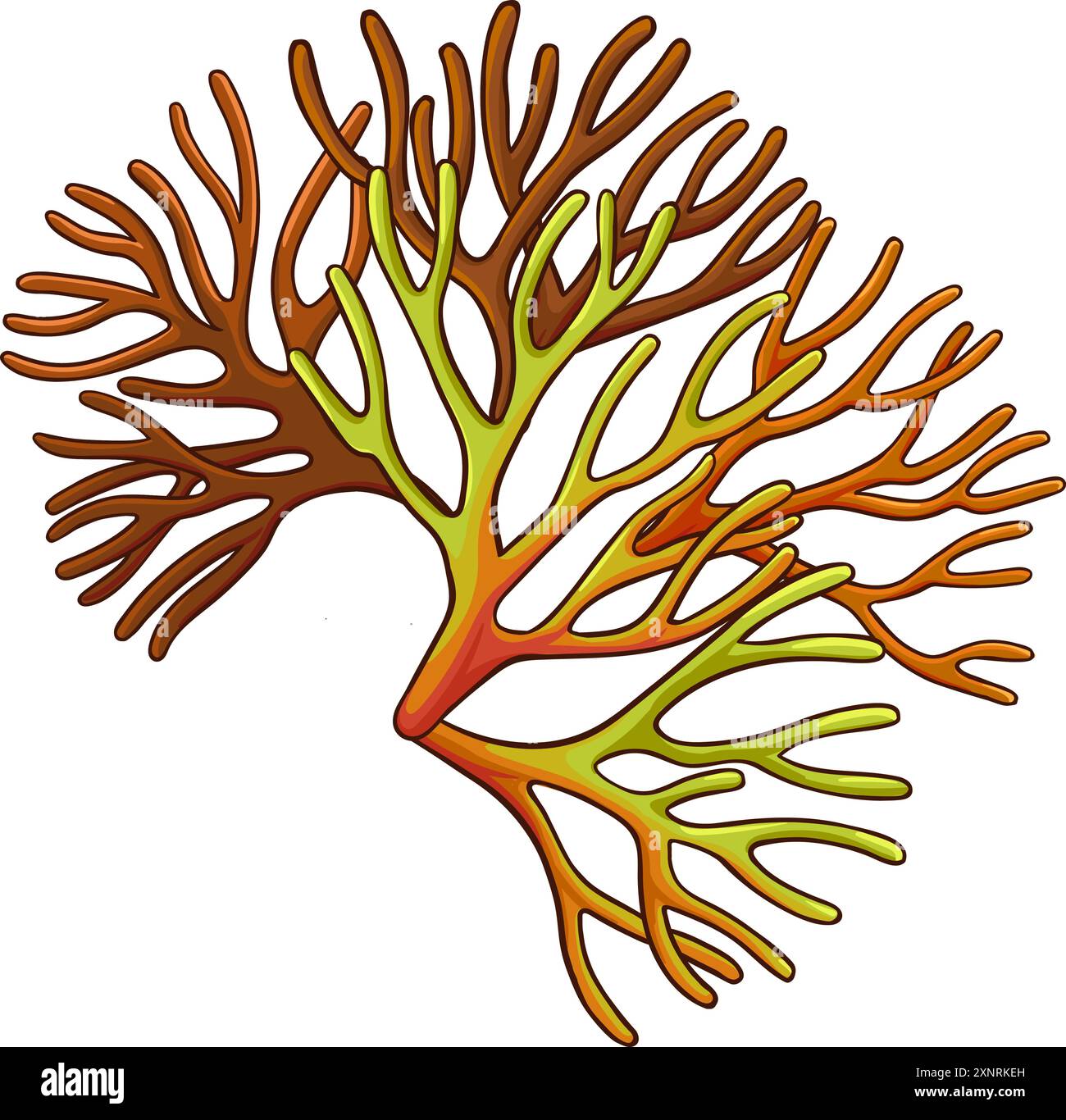 Sea Moss Plant Colored Detailed Illustration Stock Vector Image & Art ...