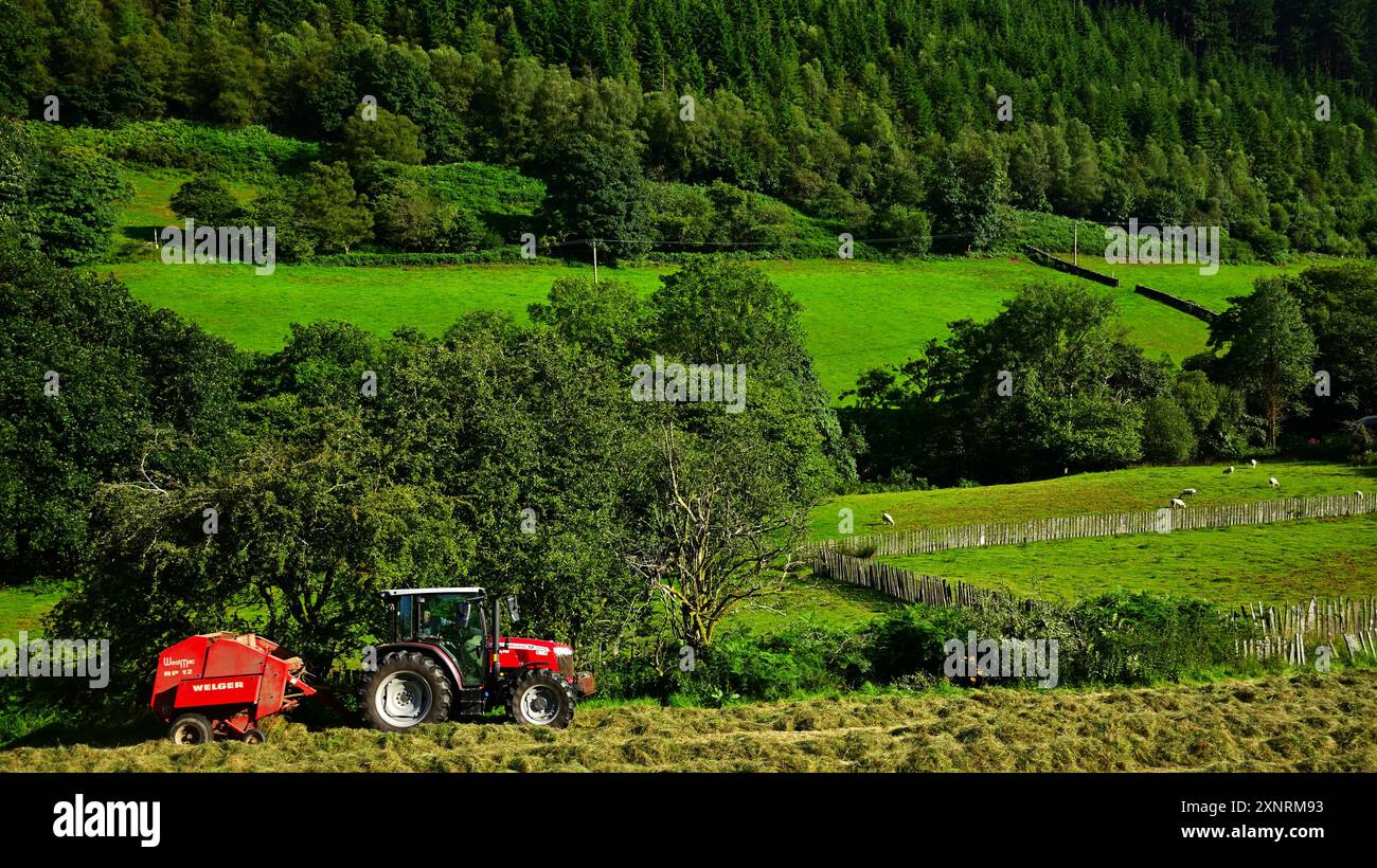 Grass silage making with round bales silage, red tractor set in Welsh ...