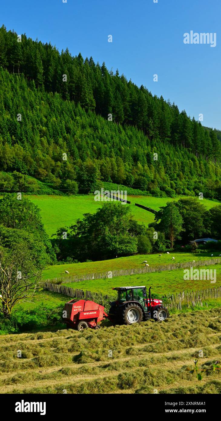 Grass silage making with round bales silage, red tractor set in Welsh ...