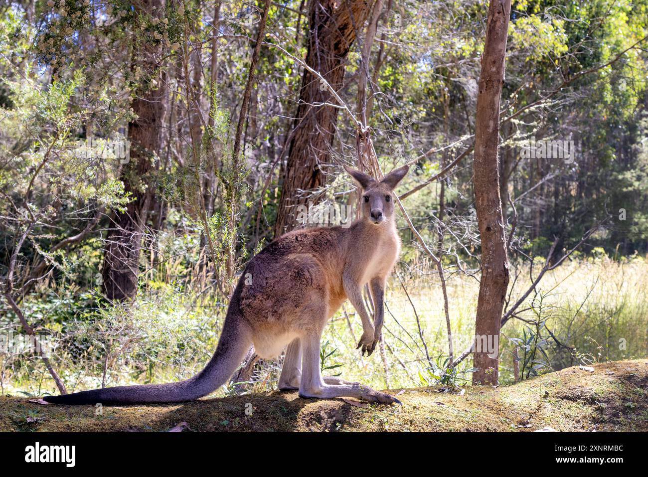 Forester kangaroo, Macropus giganteus, also known as the eastern grey ...