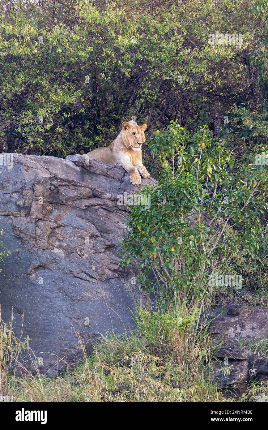 Kenya tanzania serengeti border hi-res stock photography and images - Alamy